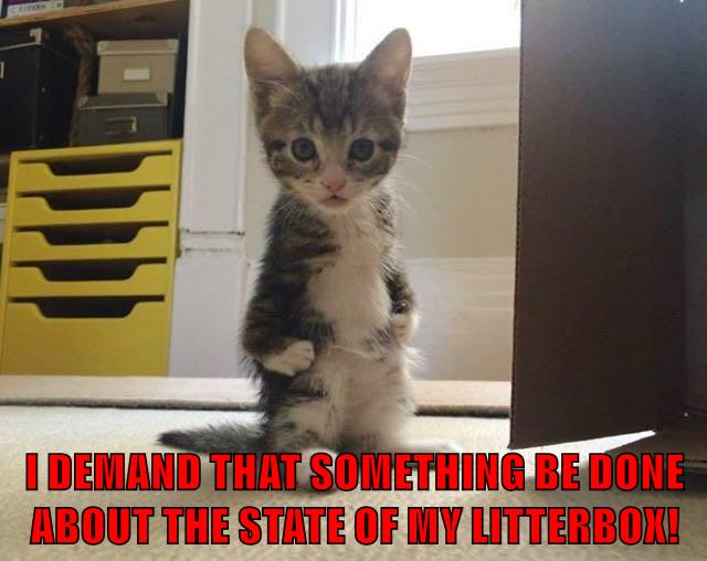 I DEMAND THAT SOMETHING BE DONE ABOUT THE STATE OF MY LITTERBOX ...