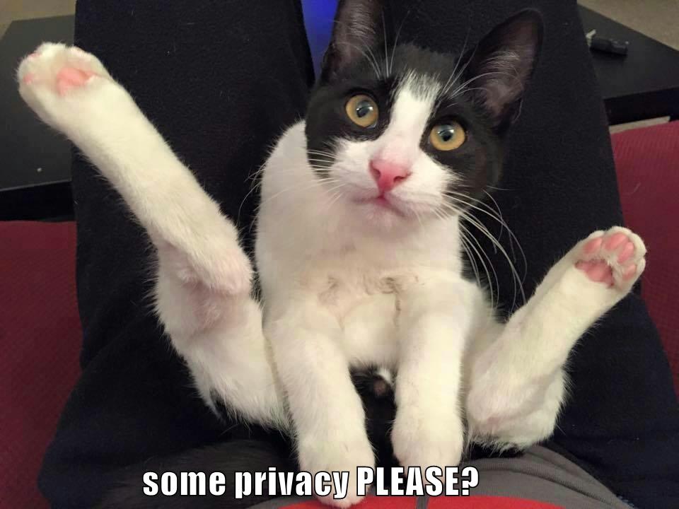 some privacy PLEASE? - Lolcats - lol | cat memes | funny cats | funny ...