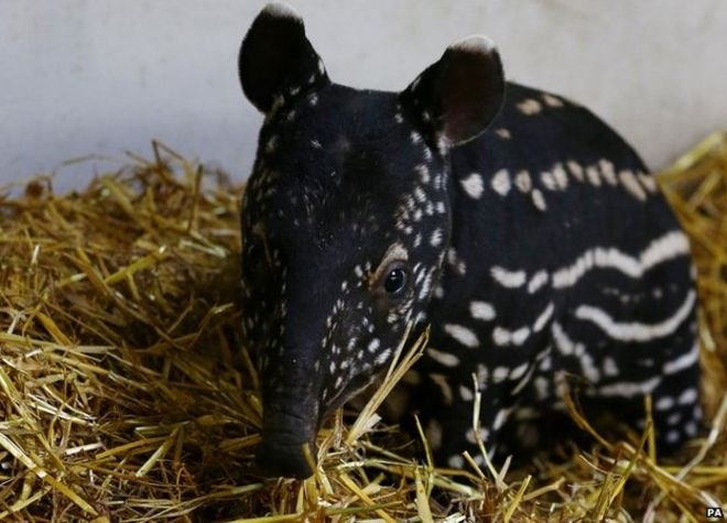 A Baby Malayan Tapir - Daily Squee - Cute Animals - Cute Baby Animals ...