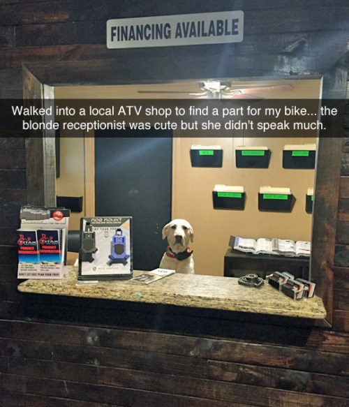 Yellow Lab Puppy Memes