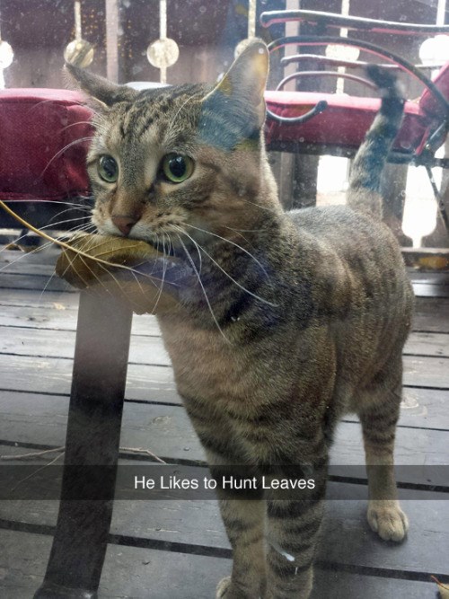 Gotta Hunt Something - Lolcats - lol | cat memes | funny cats | funny ...