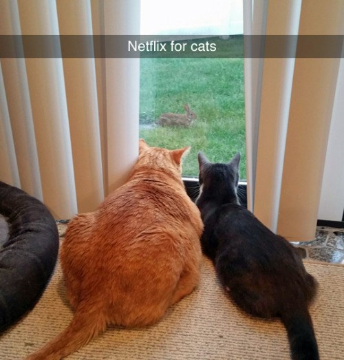 Lolcats - windows - LOL at Funny Cat Memes - Funny cat pictures with ...
