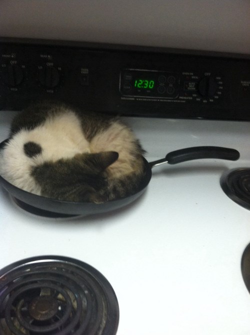 Out Of The Frying Pan In To The...Frying Pan? - Lolcats - lol | cat ...