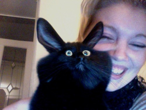 Such A Photogenic Kitty - I Can Has Cheezburger?