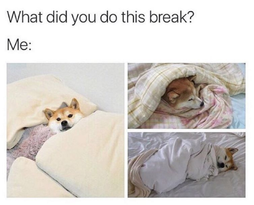 I Has A Hotdog - napping - Funny Dog Pictures | Dog Memes | Puppy ...