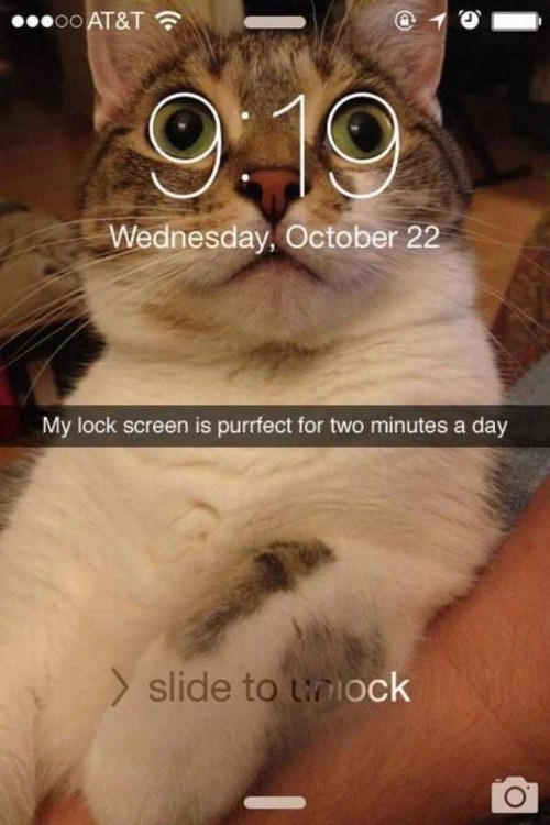 Lolcats - iphone - LOL at Funny Cat Memes - Funny cat pictures with words on them - lol | cat ...