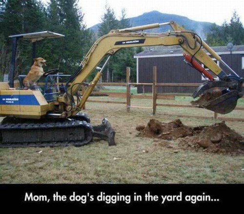The Dog Is Digging In The Yard Again! - I Has A Hotdog - Dog Pictures ...