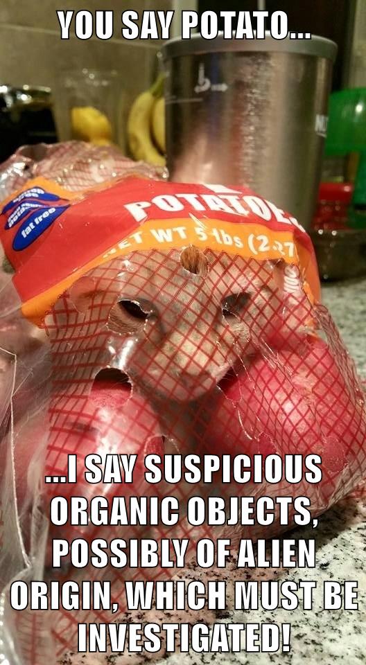 Lolcats - alien - LOL at Funny Cat Memes - Funny cat pictures with ...