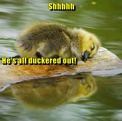 Shhhhh He's all duckered out! - Animal Comedy - Animal Comedy, funny ...