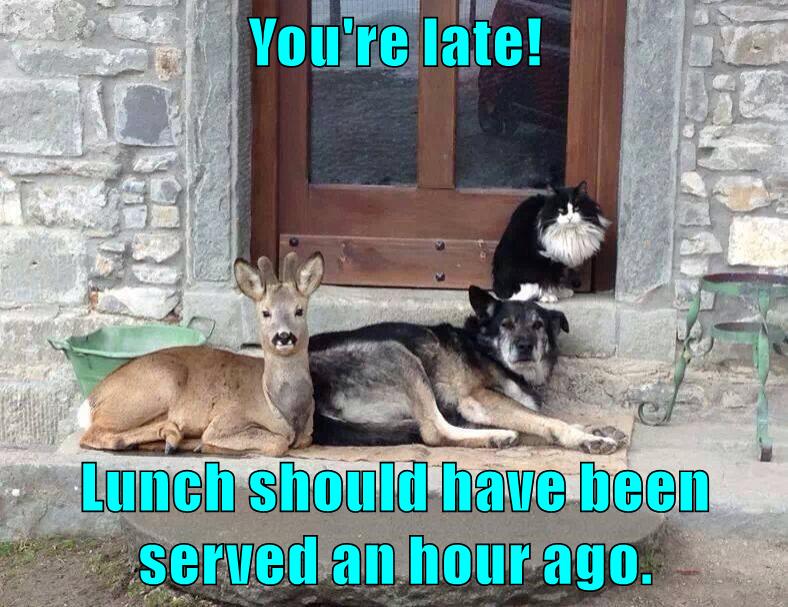 You're late! Lunch should have been served an hour ago. - Animal Comedy ...