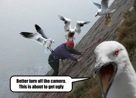 Better turn off the camera. This is about to get ugly - Animal Comedy ...