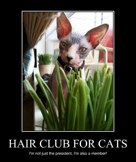 Hair Club For Cats - Lolcats - lol | cat memes | funny cats | funny cat ...
