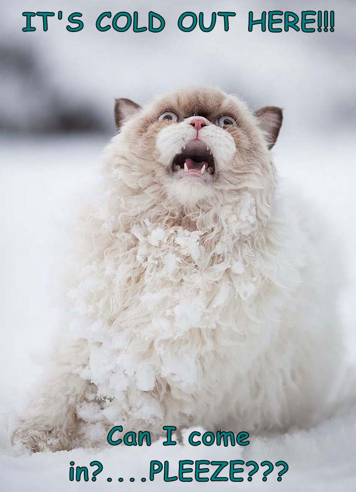 IT'S COLD OUT HERE!!! Can I come in?....PLEEZE??? - Lolcats - lol | cat ...