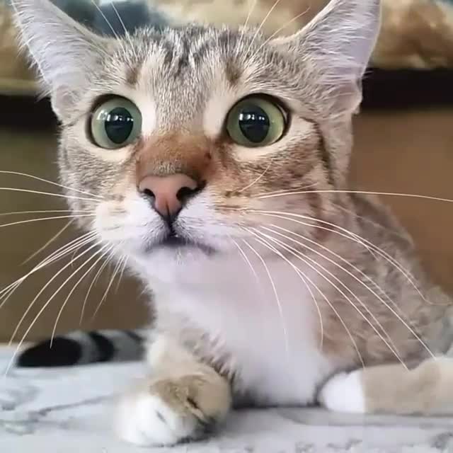 Cat Watches A Horror Movie - I Can Has Cheezburger?