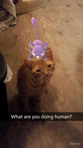 These Cats Got Caught up in the Pokémon GO Craze, Literally - I Can Has ...