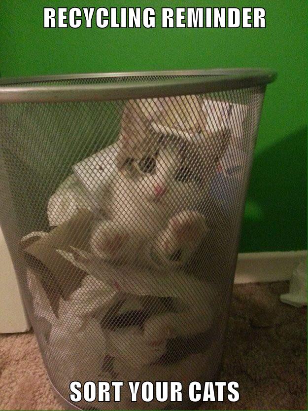 RECYCLING REMINDER SORT YOUR CATS - Lolcats - lol | cat memes | funny ...