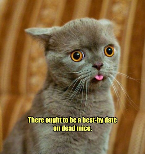 That Last one Tasted a Bit Off - Lolcats - lol | cat memes | funny cats ...