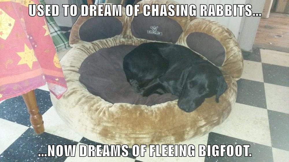 USED TO DREAM OF CHASING RABBITS... ...NOW DREAMS OF FLEEING BIGFOOT ...