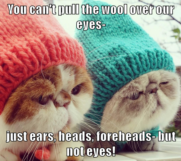 Cat Cap Memes Sad Cat Meme Sad Cat Discover & Share GIFs
