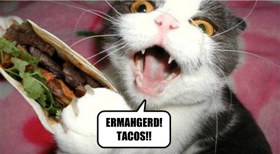 Lolcats - tacos - LOL at Funny Cat Memes - Funny cat pictures with ...
