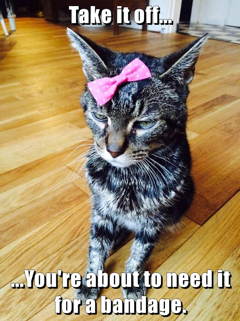I Hope You Have Good Medical Insurance - Lolcats - lol | cat memes ...