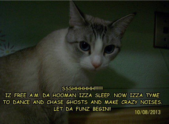 So That's What They Do at Night... - Lolcats - lol | cat memes | funny ...