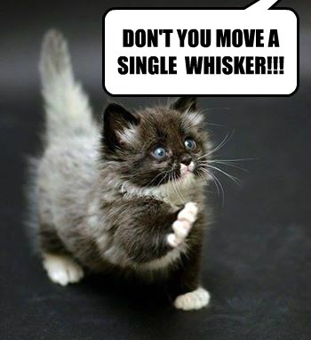 Caught Ya! - Lolcats - lol | cat memes | funny cats | funny cat ...