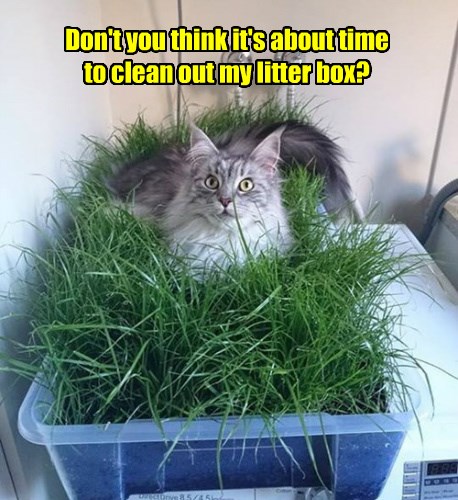 Srsly Human - Lolcats - lol | cat memes | funny cats | funny cat ...