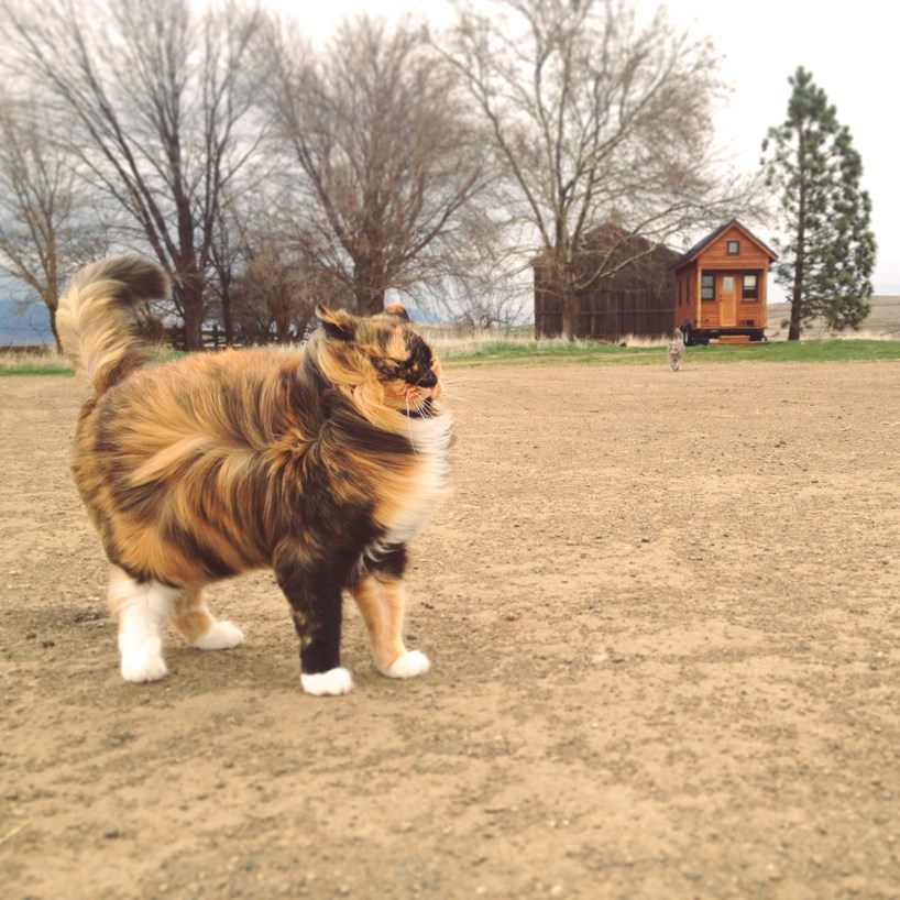 That's One Mighty Floof! - Lolcats - lol | cat memes | funny cats ...