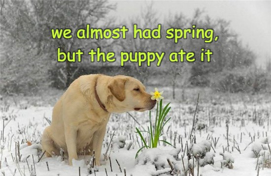 I Has A Hotdog - spring - Funny Dog Pictures | Dog Memes | Puppy ...
