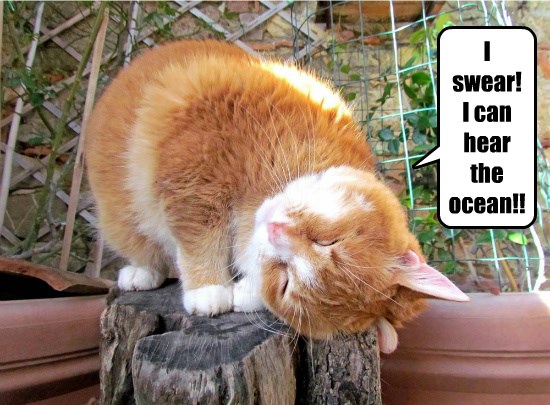 Or Maybe That's The Forest... - Lolcats - lol | cat memes | funny cats ...