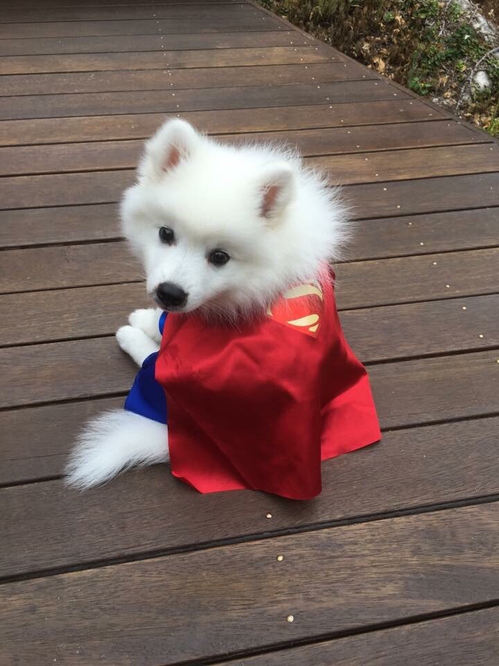 Faster Than a Speeding Floof! - I Has A Hotdog - Dog Pictures - Funny ...