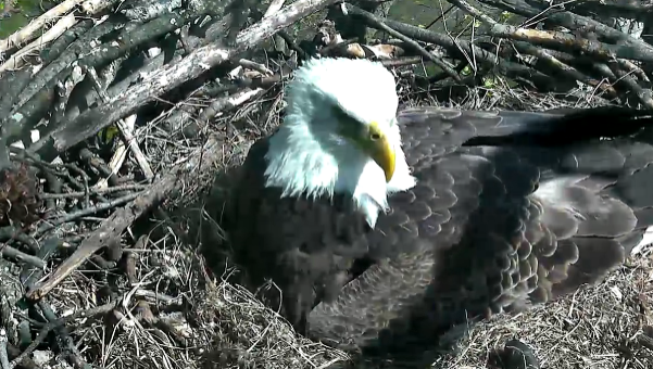 Watch a Live Stream of Bald Eagles Hatching - I Can Has Cheezburger?
