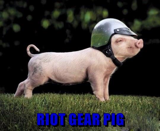 RIOT GEAR PIG - Animal Comedy - Animal Comedy, funny animals, animal gifs