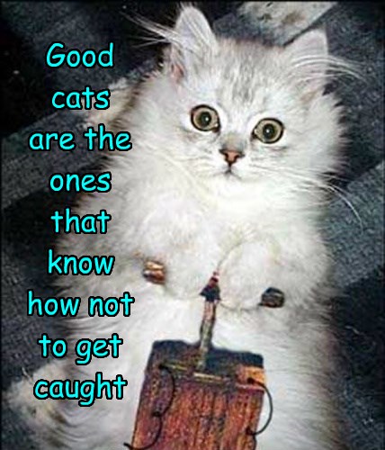 So True... - Lolcats - lol | cat memes | funny cats | funny cat ...