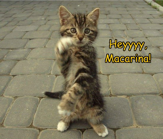 Ay! - Lolcats - lol | cat memes | funny cats | funny cat pictures with ...