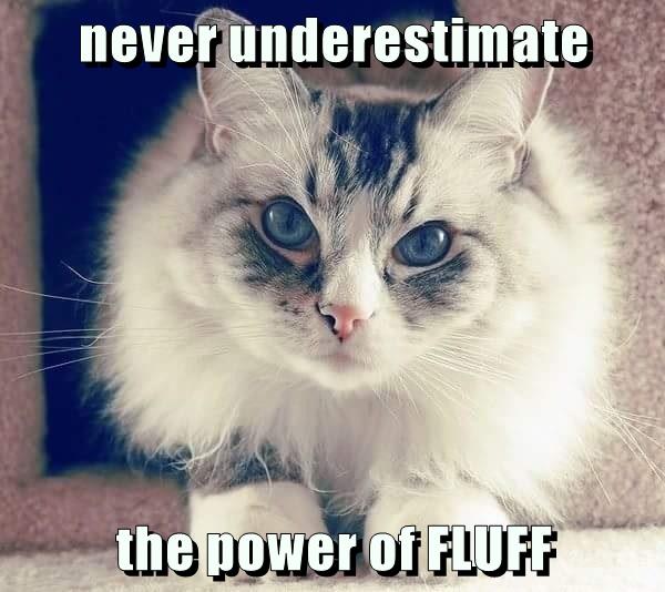 It's Set at Maximum Effort Right Meow - Lolcats - lol | cat memes ...