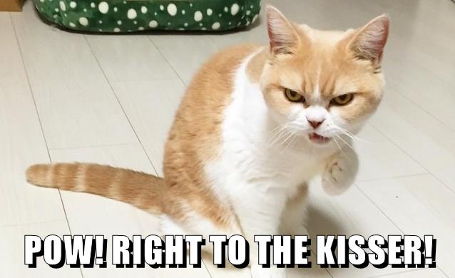 Fisticuffs - Lolcats - lol | cat memes | funny cats | funny cat ...