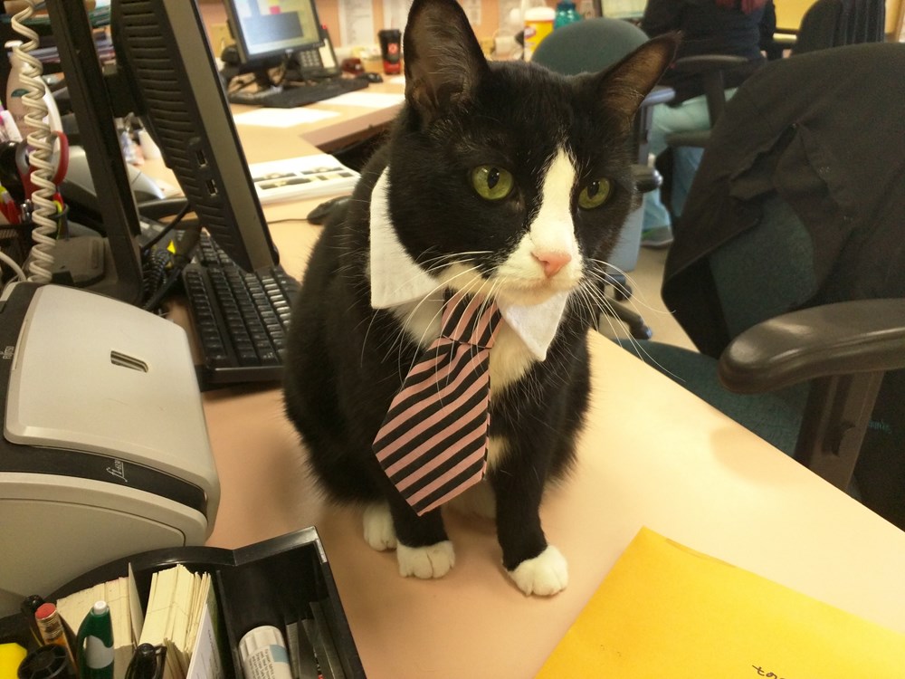 Business Cat Says Get Back to Work - I Can Has Cheezburger?