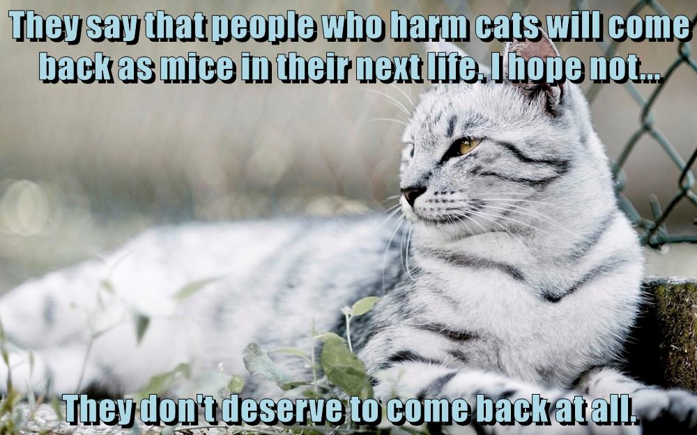 Preach - Lolcats - lol | cat memes | funny cats | funny cat pictures ...
