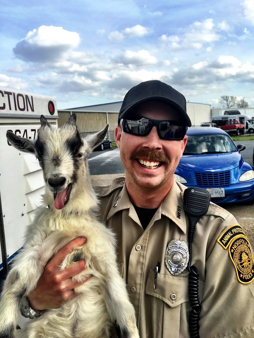 Goat Poses for Amazing Photo After Leading Police on a Wild Chase - I ...