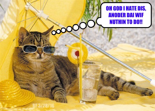 Being a Retired Cat is so Hard - Lolcats - lol | cat memes | funny cats ...