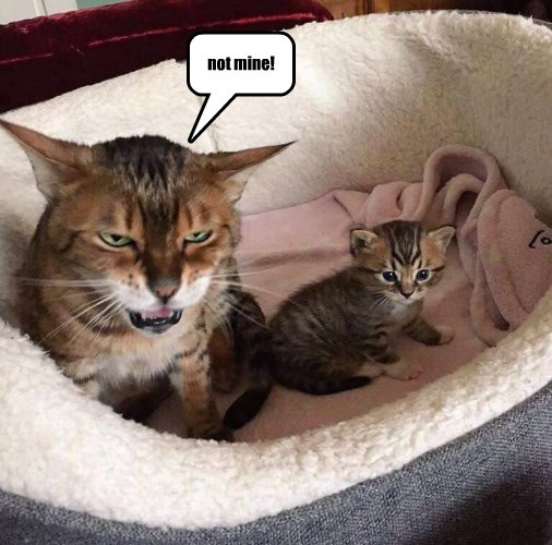 Paternity Suits for Kittehs? - Lolcats - lol | cat memes | funny cats ...
