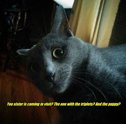 Ughhhh - Lolcats - lol | cat memes | funny cats | funny cat pictures ...