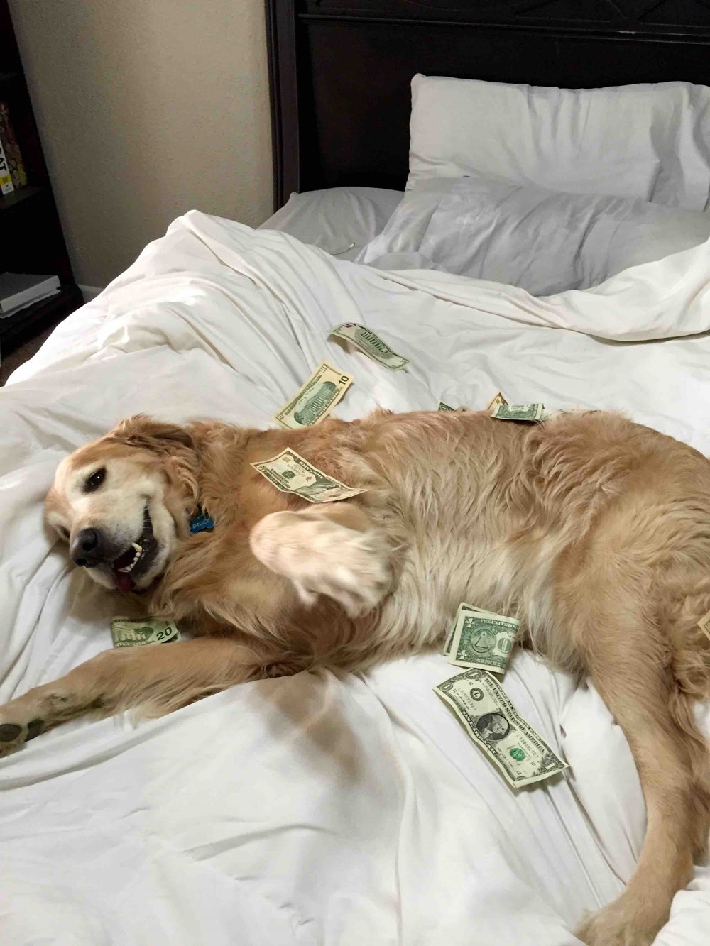 Money Dog Memes