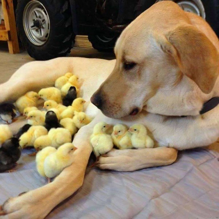 I Has A Hotdog - chicks - Funny Dog Pictures | Dog Memes | Puppy ...