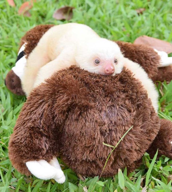 Baby Sloth Cuddling a Plush Sloth - Daily Squee - Cute Animals - Cute ...