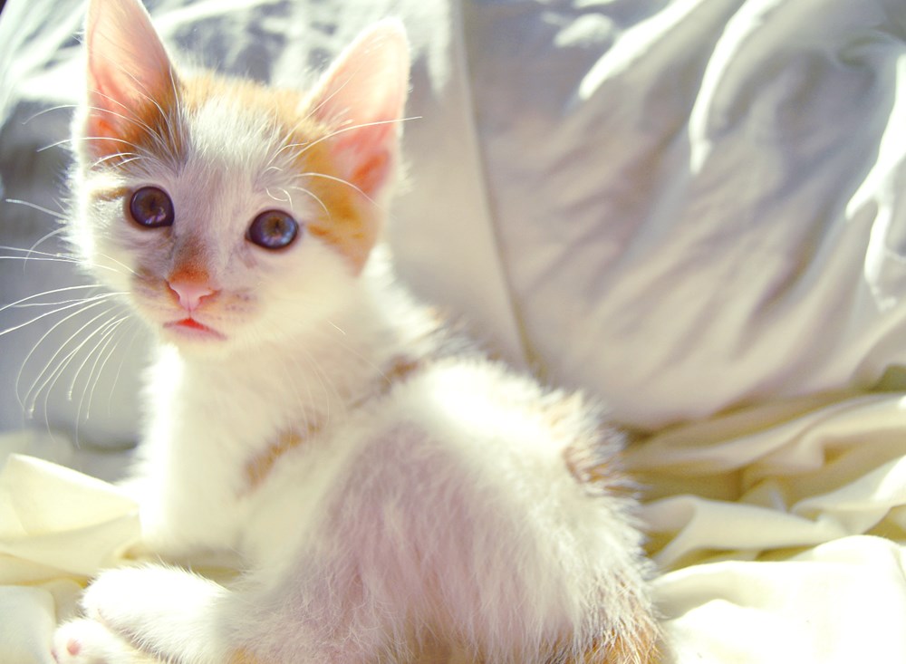 Just a Kitten Enjoying the Sunshine - Daily Squee - Cute Animals - Cute ...
