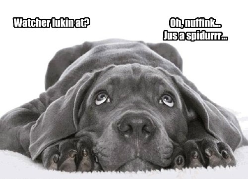 I Has A Hotdog - spider - Funny Dog Pictures | Dog Memes | Puppy ...