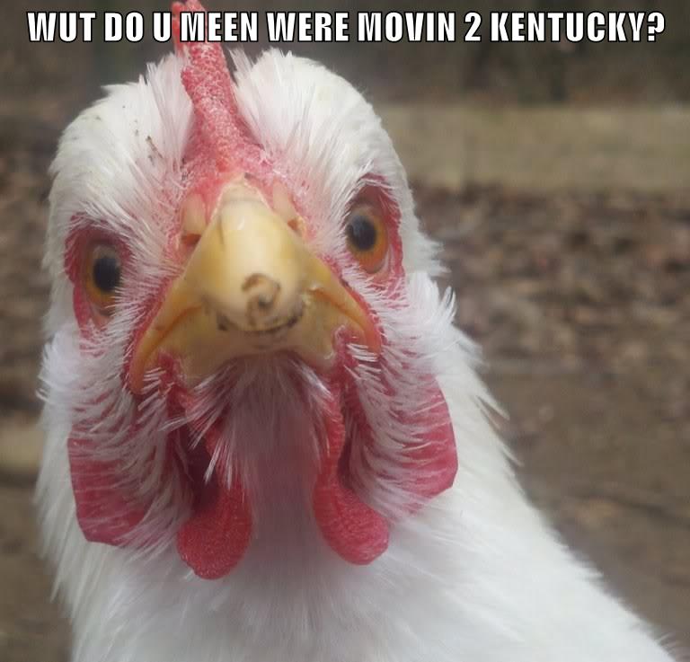 WUT DO U MEEN? - Animal Comedy - Animal Comedy, funny animals, animal gifs